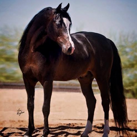 Hh Maxemus, Black Bay Arabian Stallion, National Champion Reining Horse ...