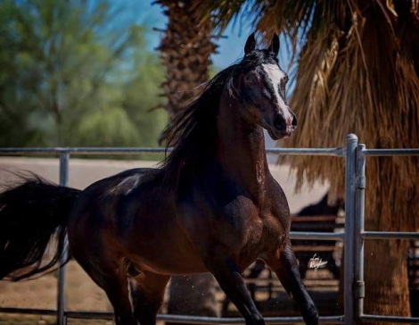 Hh Maxemus, Black Bay Arabian Stallion, National Champion Reining Horse ...