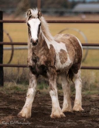High Desert Daenerys, Silver Dapple Gypsy Horse Filly, Silver Dapple ...