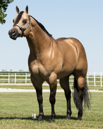 Mr Redneck Romeo, Buckskin AQHA Quarter Horse Stallion, World Champion Stallion 6 panel N N ...