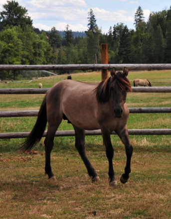 Arturo De Dble L, Grullo Kiger Mustang Colt, 2024 Grulla stud colt in Oregon - DreamHorse.com ...