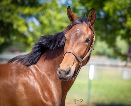 Teton Rth, Bay Dutch Warmblood Gelding, Motivated Seller A Great Opportunity Great Bloodlines in ...