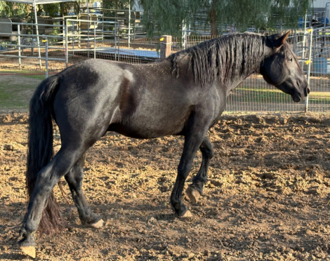 Black Quarter Horse, Black AQHA Quarter Horse Stallion, Black Quarter Horse in California ...