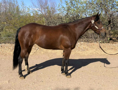 Cromed Out Dunit, Bay AQHA Quarter Horse Mare, Gentle amp; Well Bred Reining Ranch Broodmare ...
