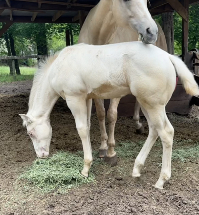 Chicks Dig Players, Cremello AQHA Quarter Horse Colt, Cremello colt by WC Sire amp; WC Producing ...