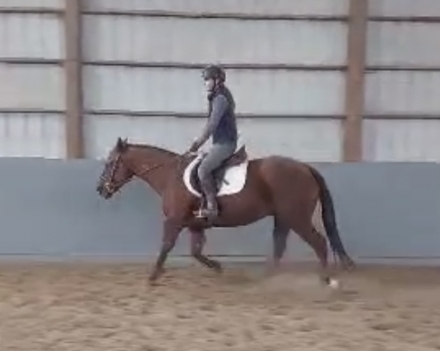 Aqha, Sorrel AQHA Quarter Horse Mare, JR rodeo 4H FFA step up all around mare in Idaho ...