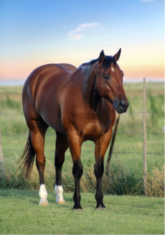 Flit Bar Heart, Bay AQHA Quarter Horse Gelding, STRAIGHT OUT OF TEXAS ...