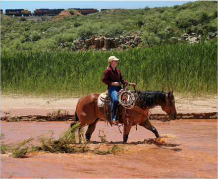 Flit Bar Heart, Bay AQHA Quarter Horse Gelding, STRAIGHT OUT OF TEXAS ...