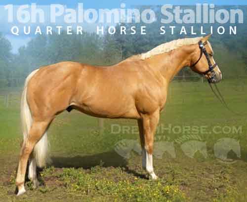 16h Palomino Stallion W/chrome Dressge/jumping/we, Palomino AQHA Quarter Horse Stallion, 16h ...