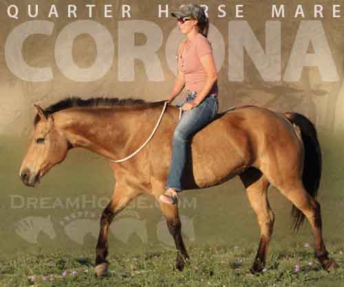 Kickin It Smart, Bay AQHA Quarter Horse Gelding, Unique amp; Stunning 8 ...