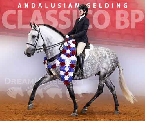 Classico Bp, Grey Andalusian Gelding, Beautiful National Champion ...
