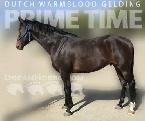 Sceptre Gwf, Black Dutch Warmblood Gelding, OUTSTANDING UPPPER LEVEL PROSPECT in California ...