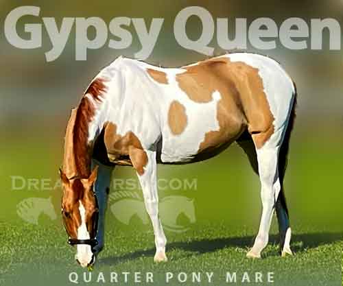 Gypsy Queen, Red Dun Quarter Pony Mare, Safe and Sporty Pony Mare for ...