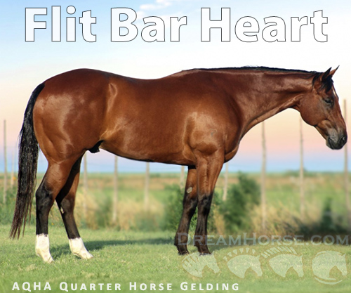 Flit Bar Heart, Bay AQHA Quarter Horse Gelding, STRAIGHT OUT OF TEXAS ...