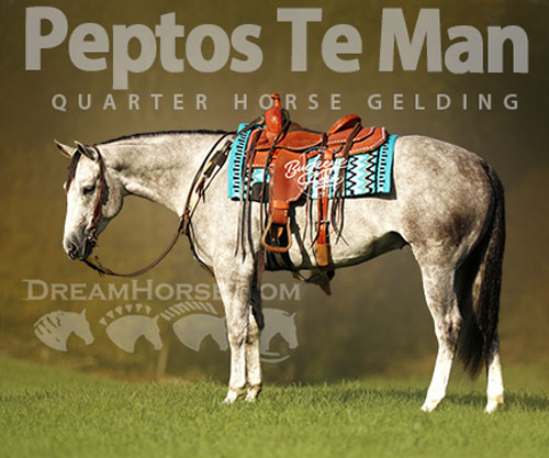 Blue, Blue Roan Brabant Horse Filly, Beautiful Blue Roan in Indiana ...